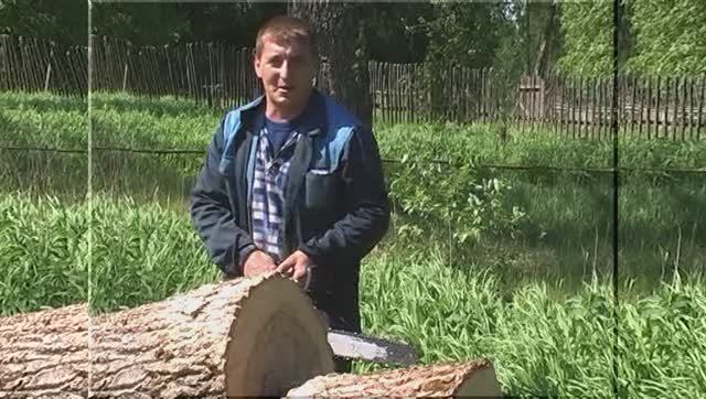 Спил старого тополя, копченые окуни,источник Иринарха,река Устье