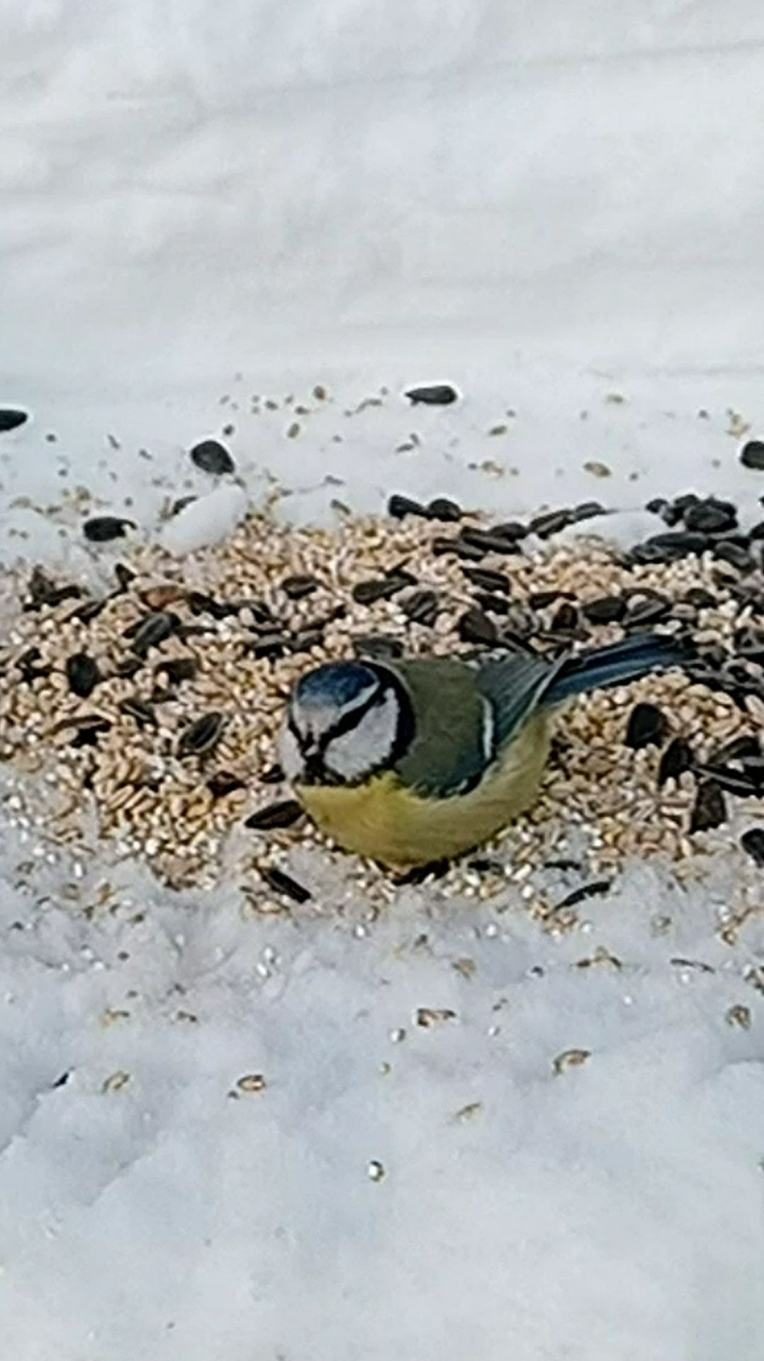 Дикие Птицы