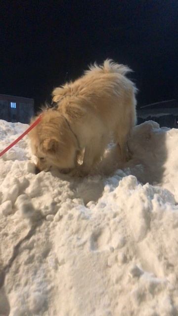 Что делает Ричик когда не хочет идти домой❓