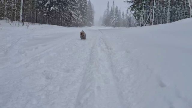 ПРОГУЛКА ПО ЛЕСУ 2026г