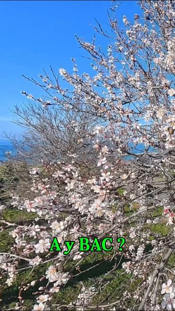 А у нас уже Весна !