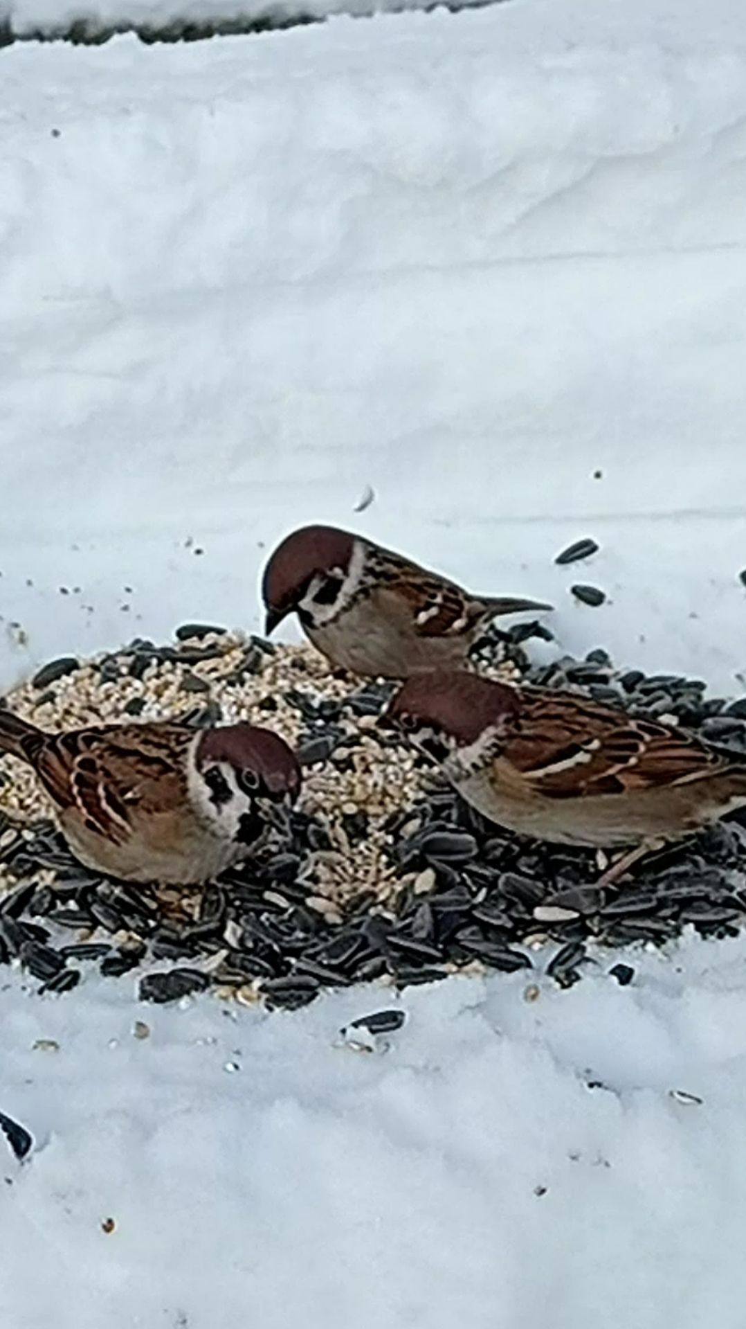 Большаки, Полевые Воробьи и Лазоревки