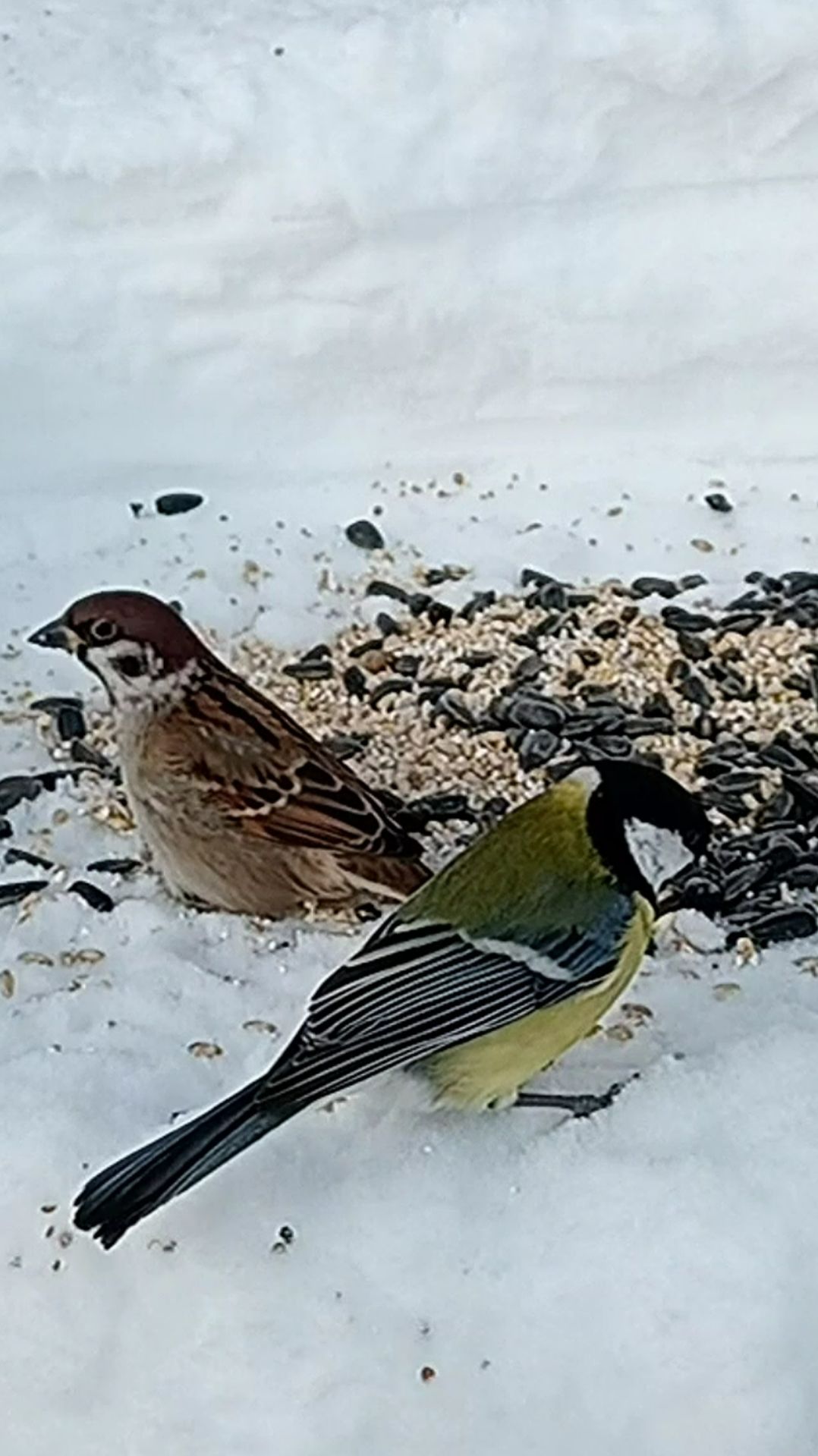 Пернатые друзья