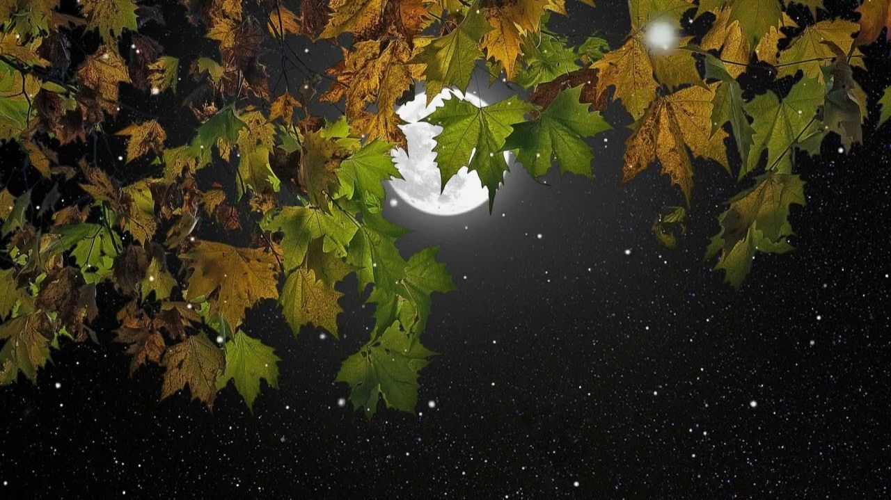 Ольга Кривогина Спустилась ночь