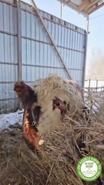 «Три жизни» - 19 серия Доброе утро, друзья!  Сегодня   главная звезда —  обаятельный бык Чандра.