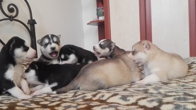 01. Хаски-Щенки. Возраст 19 дней