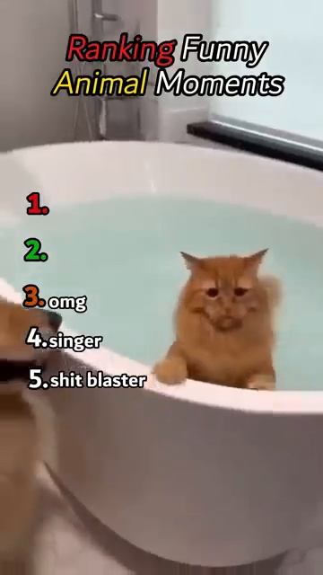 Ранки приколов: Смешные коты и собаки 2026 🐾