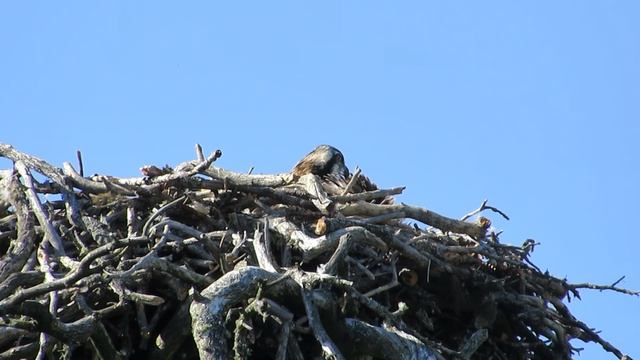 Скопа в гнезде. Заповедник "Кивач".