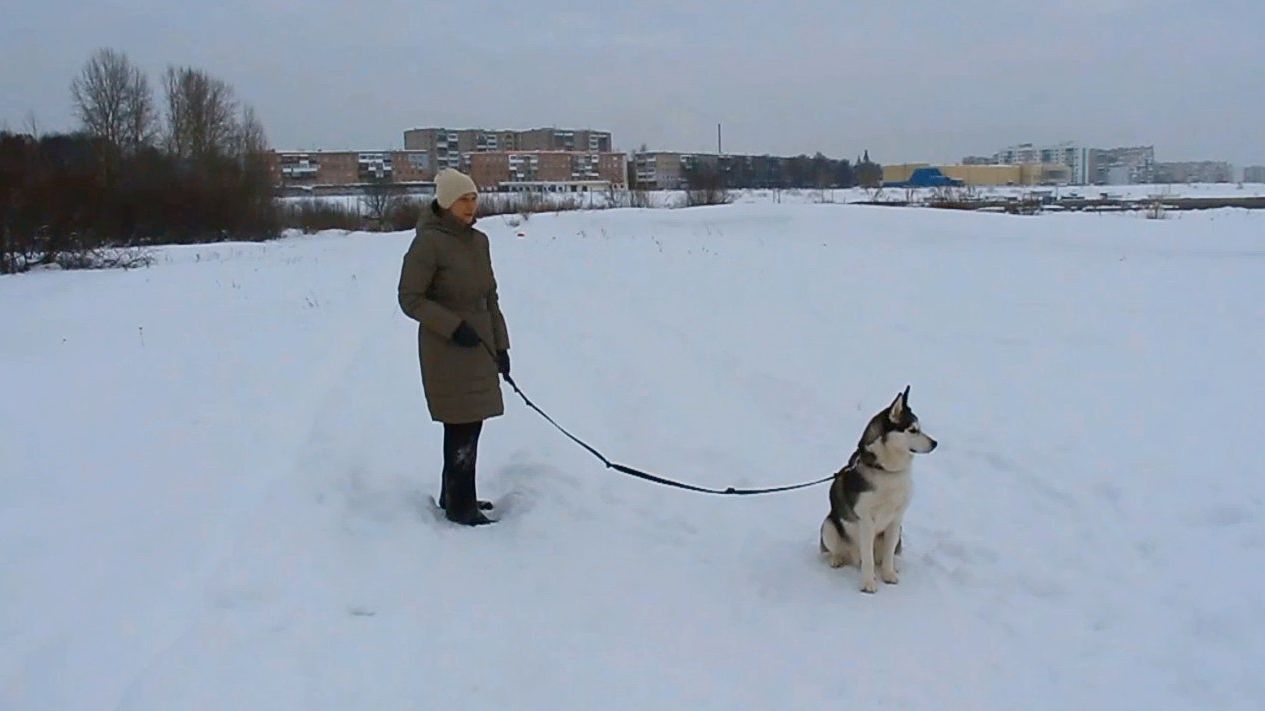 ХАСКИ АСЯ с ОЛЕЙ на «МЛЕЧНОМ ПУТИ» НАШЕЙ ЖИЗНИ в моём поэтическом клипе