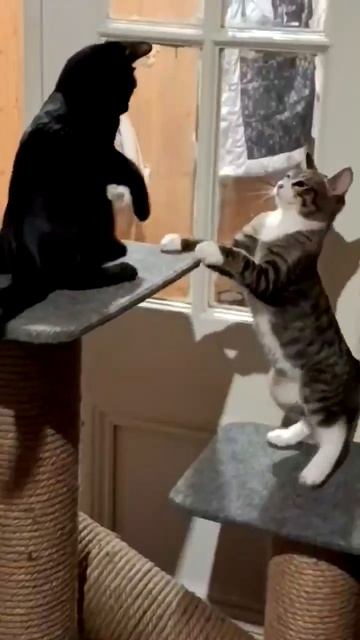 Участник №8. Васильева Елена - "Кыс-кыс, котики!"