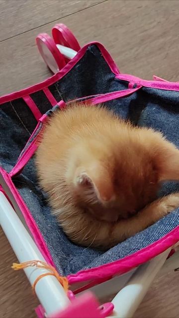 Котенок обиделся.