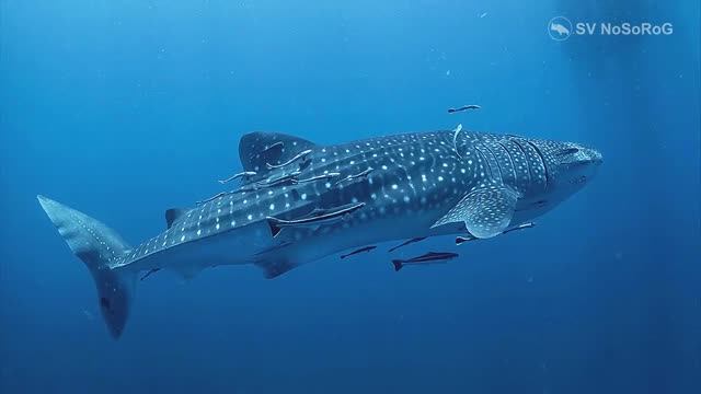 В каком возрасте наступает половое созревание у Китовой акулы (Whale shark) — Rhincodon typus ?