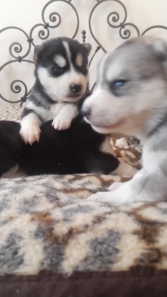 02. Хаски-Щенки. Возраст 19 дней