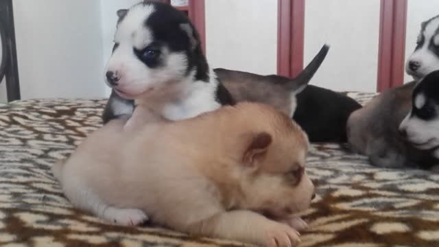 03. Хаски-Щенки. Возраст 19 дней