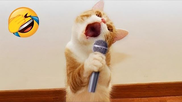 Видео с котами 2026😸 Смешные коты − Смешные видео про котов