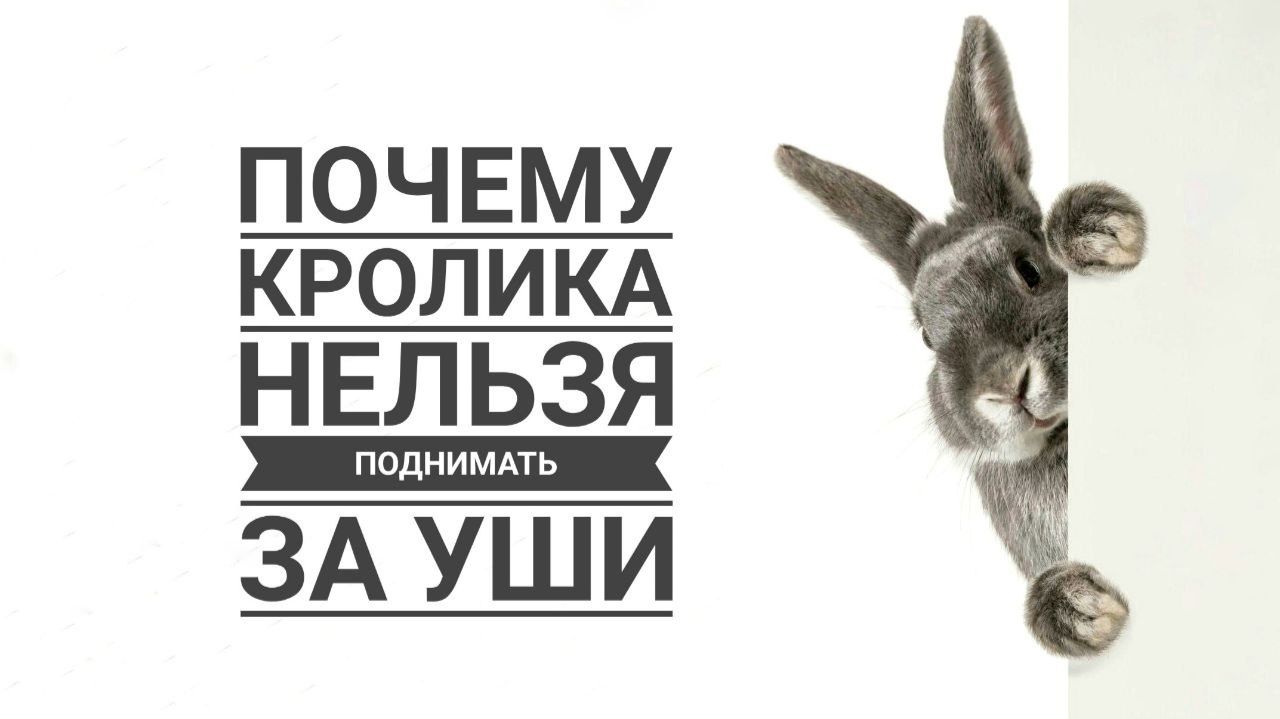Почему кролика нельзя поднимать за уши