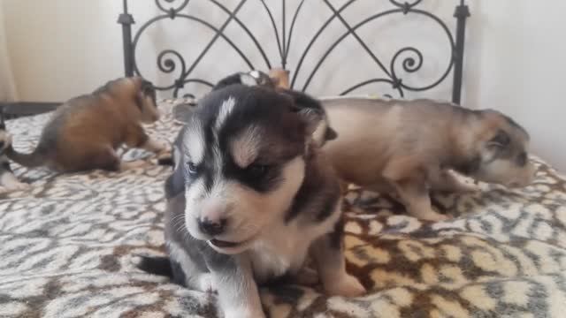 04. Хаски-Щенки. Возраст 19 дней