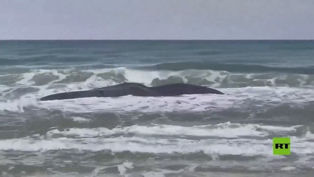 المياه تجرف حوتا نافقا مهددا بالانقراض إلى الشواطئ الإسرائيلية