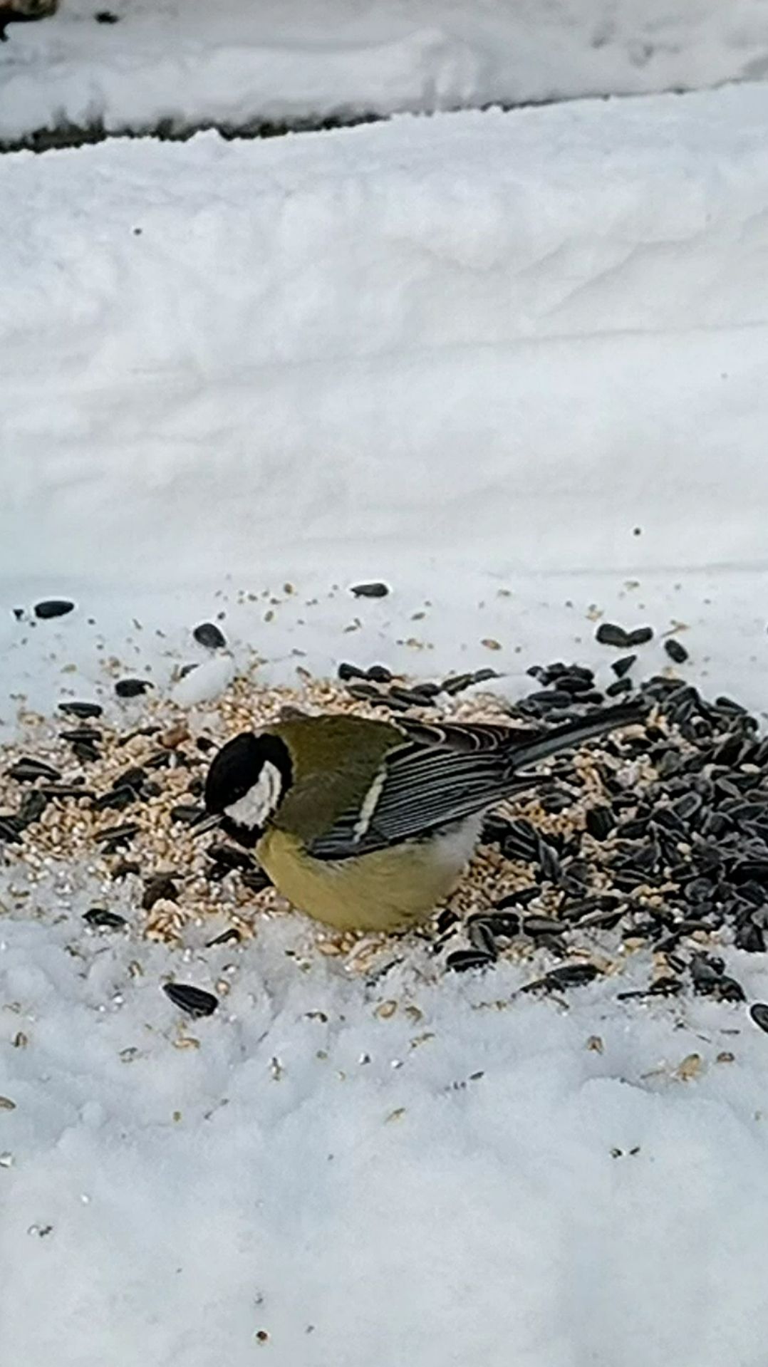 Большаки, Воробьи и Лазоревки