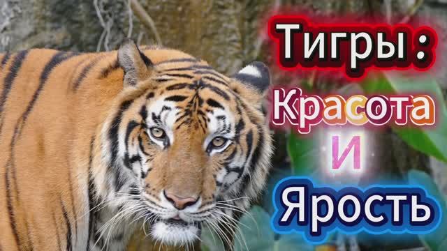 Тигры : Красота и Ярость