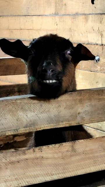 Коза УЛЫБАЕТСЯ! Я такого ещё не видел! 😁🐐
