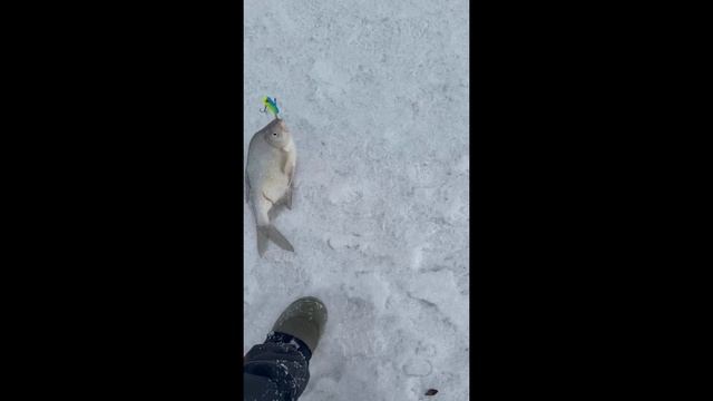 Лещ на виб. Зима 2026.#зимняярыбалка