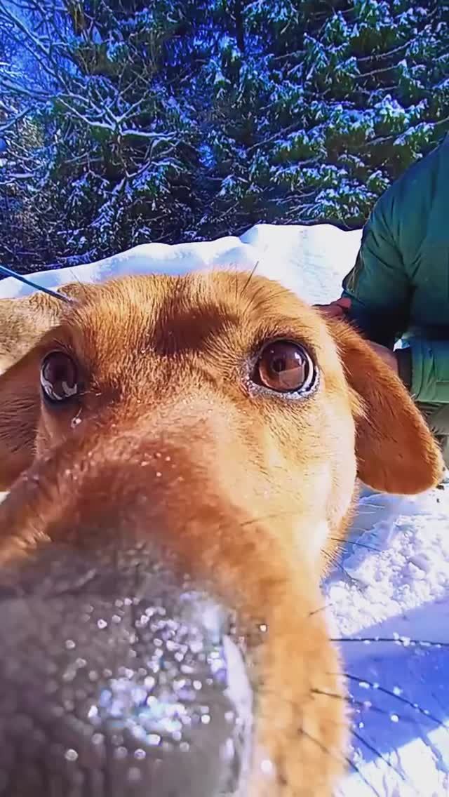 "Однажды в солнечных снегах" ❥ Приют в Малинках #приютдляживотных