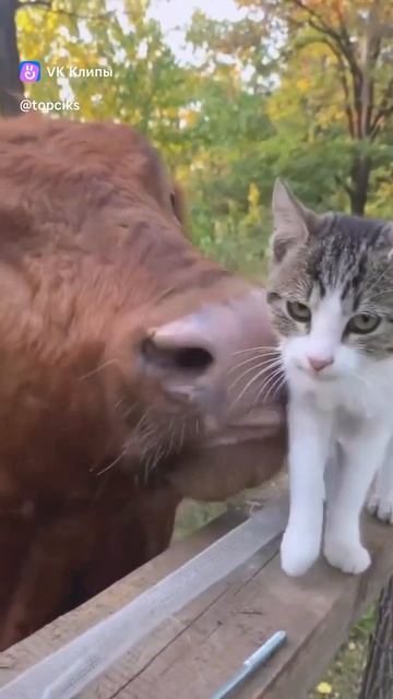 Дай молока...