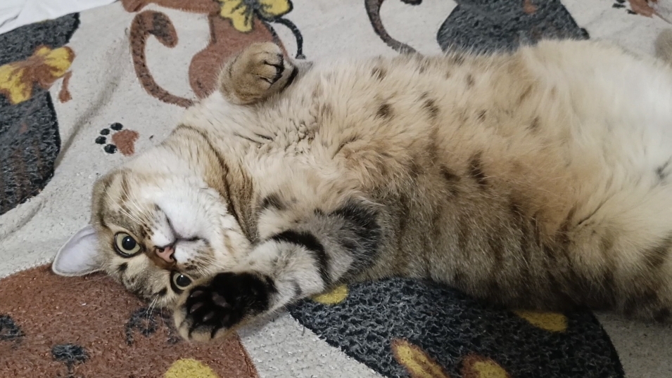 Кошачье счастье 😽