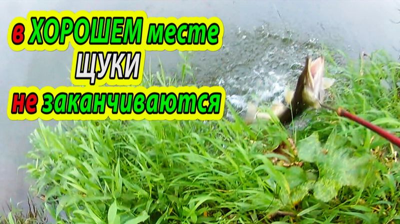 Ловля щуки на живца с берега. Проверка донки(резинки). Рыбалка за рыбалкой на реке Оке.