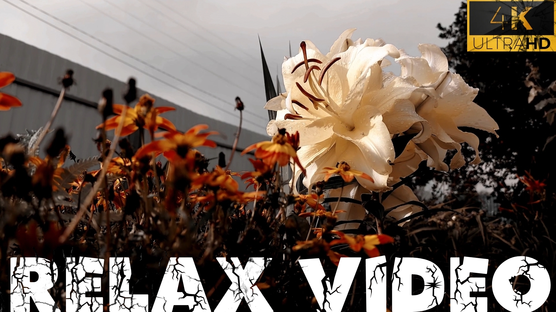 Красивое и расслабляющее видео с пением птиц.