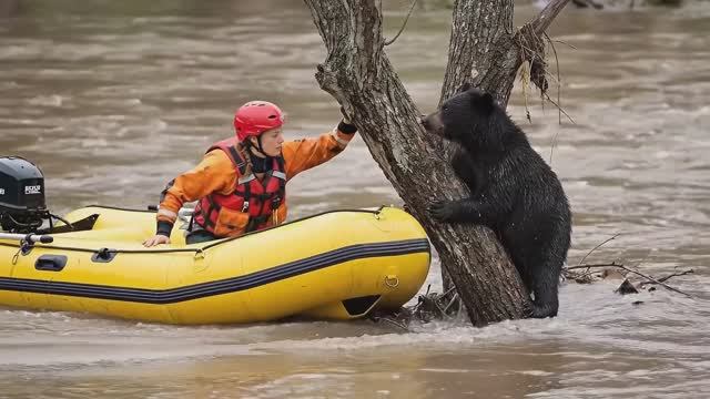 Спасение медвежонка после наводнения.
