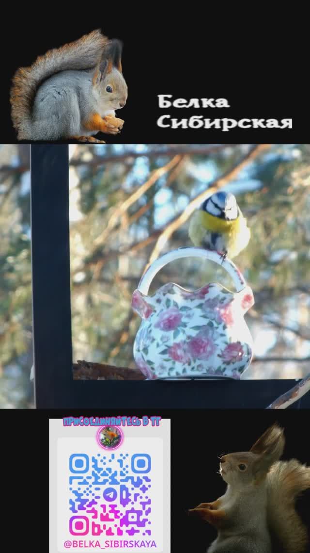 Синицы на кормушке картине