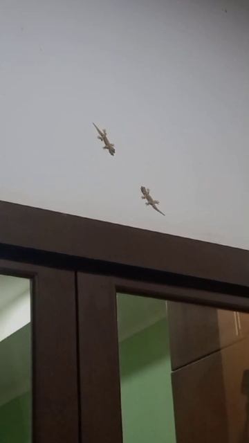 Два гекона