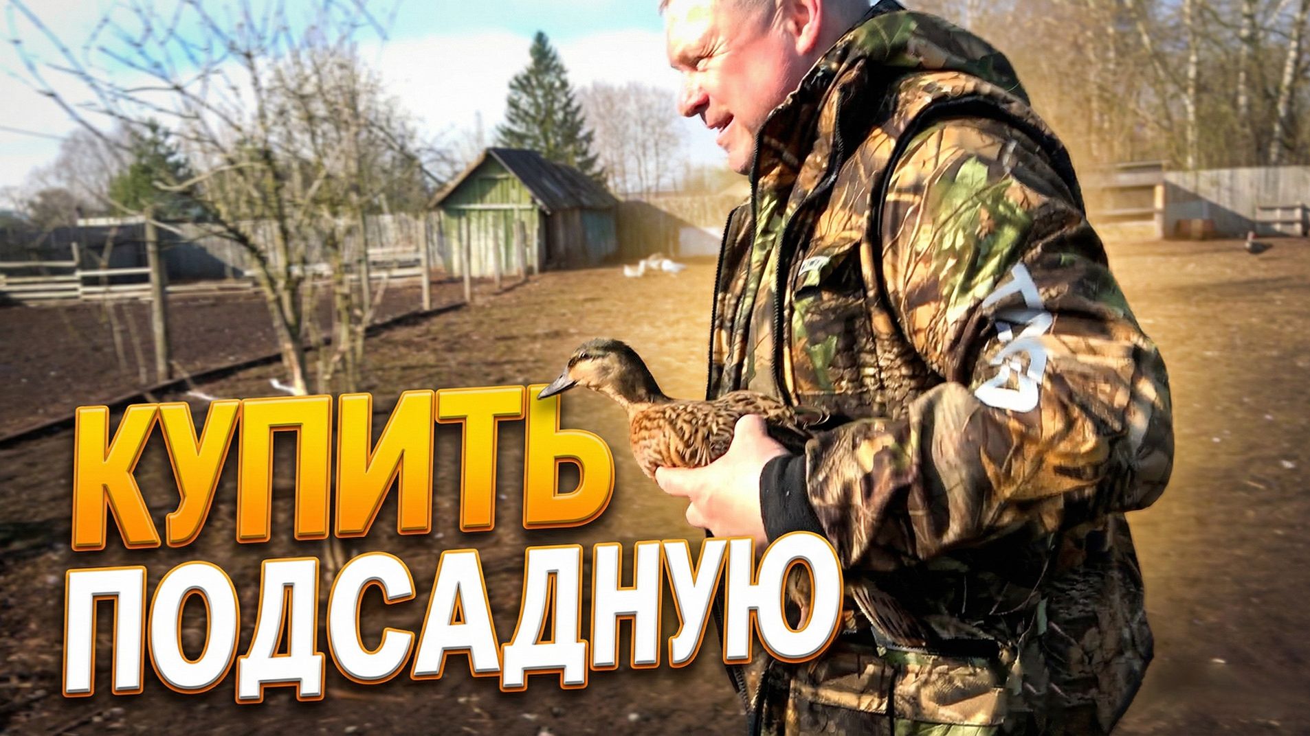 Купить подсадную \ Чубарые, Семёновские, Серебрянки