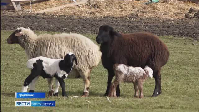 Агропромышленный комплекс Ингушетии завершил 2025 год с рекордными показателями
