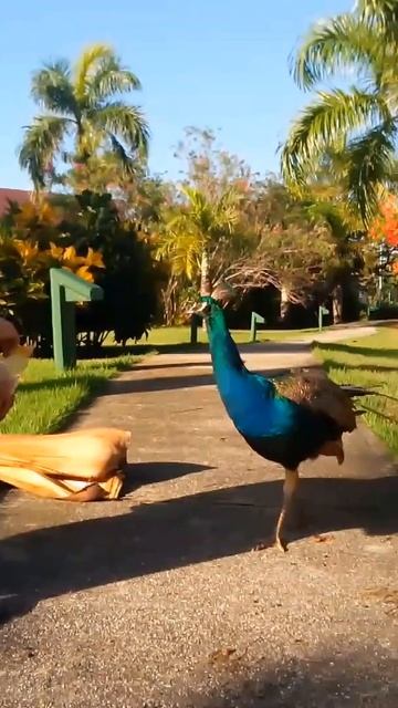 Павлин такой красивый