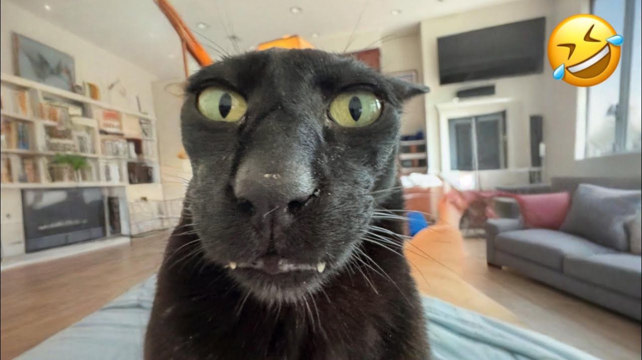 Приколы с котами! Смешные коты и кошки 2026! до слёз!