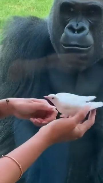A woman performs a magic trick transforming a tissue into a white bird right in front of a gorilla [
