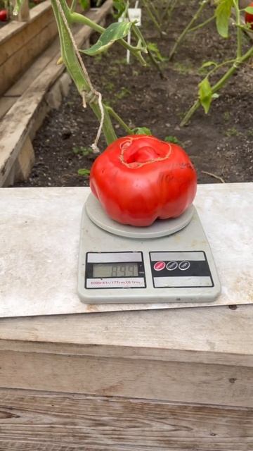 Томат Маршал победа - настоящий Исполин до 1,2 кг