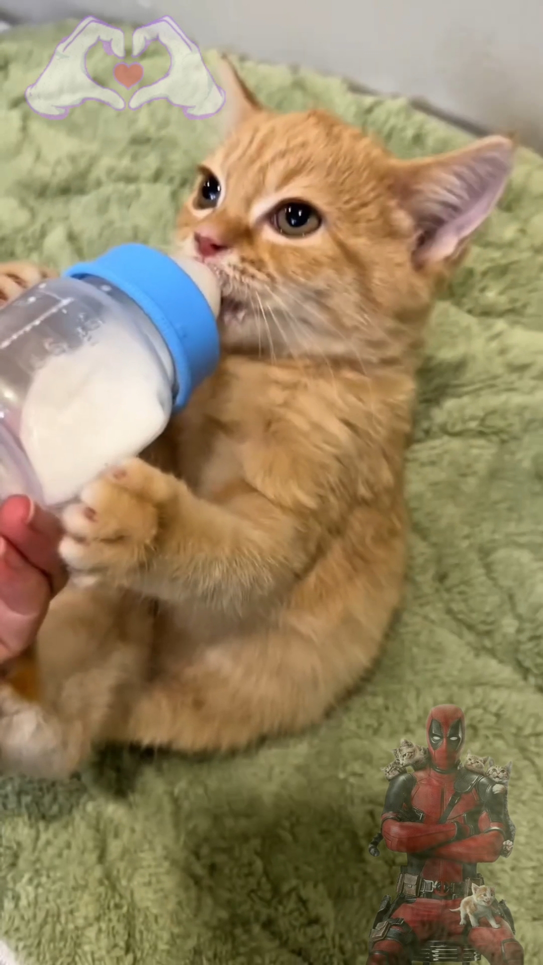 Подари благо, помоги отвергнутым питомцам 😼🫶🤗