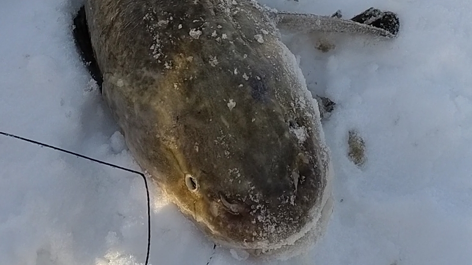 Проверка тычек на налима.Хороший экземпляр взят.Подвела камера.