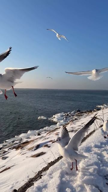 Чайки Балтики