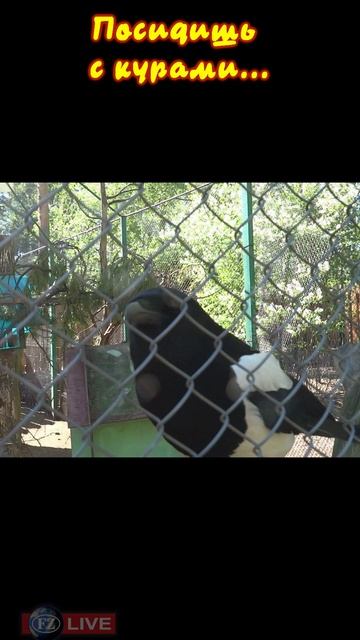 Посидишь с курами и сам закудахтаешь