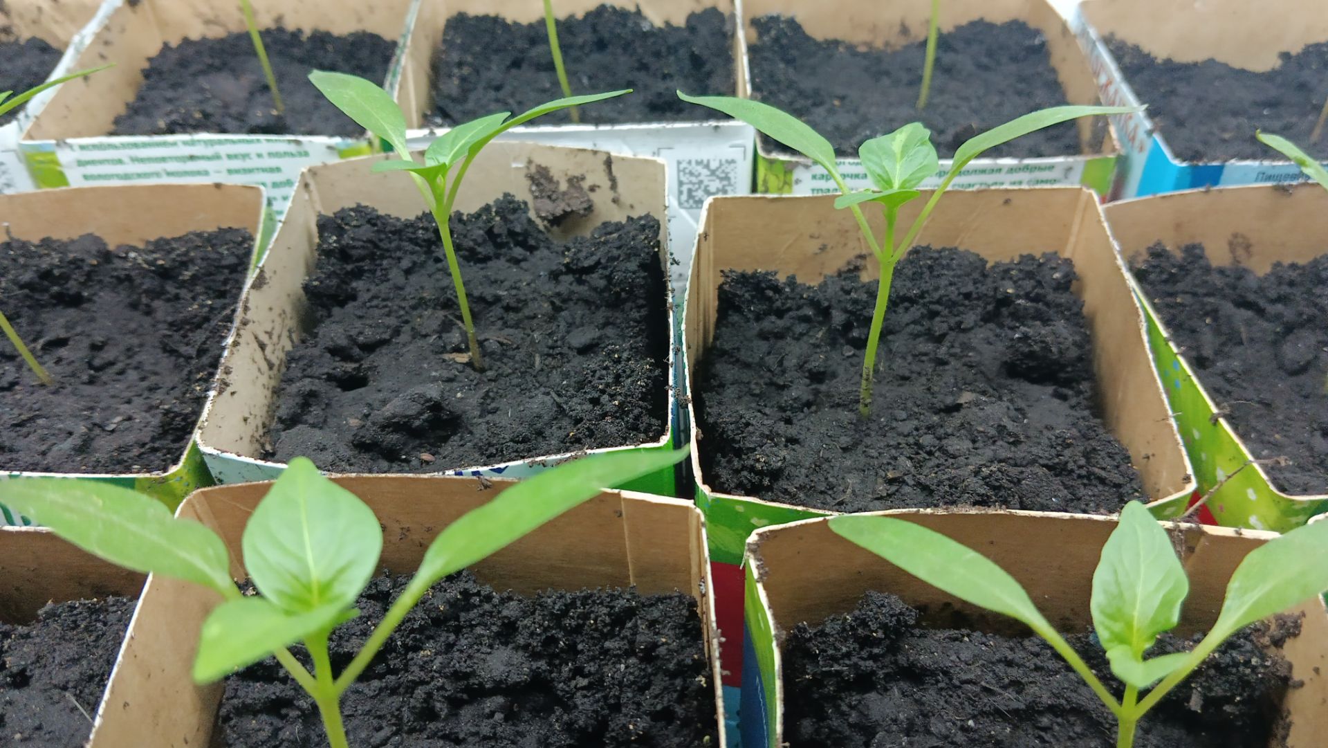 КАК ВЫРАСТИТЬ КРЕПКУЮ‼️ РАССАДУ ‼️ ЧТОБЫ ДАЛА ХОРОШИЙ УРОЖАЙ ЛЕТОМ