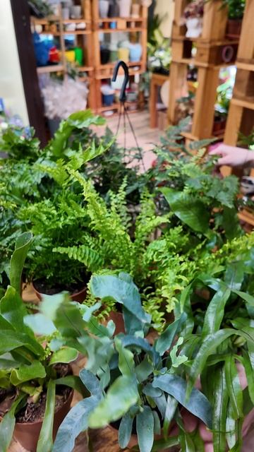 Подборка комнатных растений: сколько папоротников знаете вы?