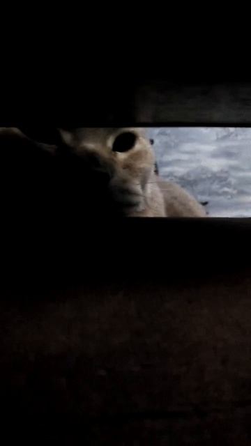 Участник № 3. Князева Жанна - "Я самый грозный кот на районе"