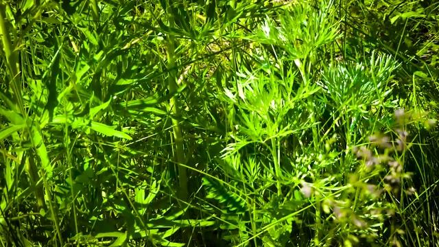 Практика природных путешествий. Урочище Татинки