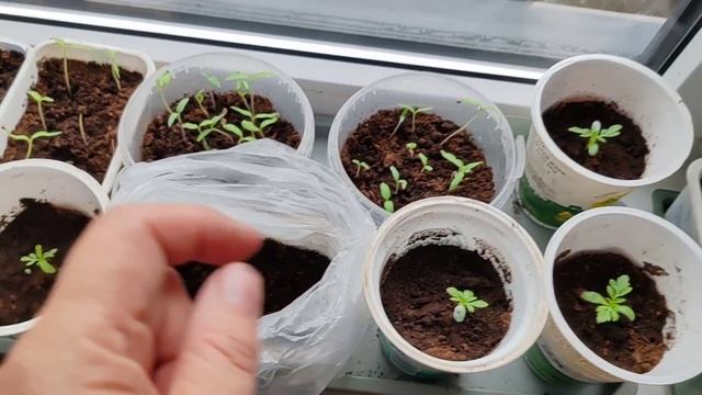 18-20.02.26 Наводим порядок на участке. Пересадка хризантем. Пугаю крота. Первоцветы.