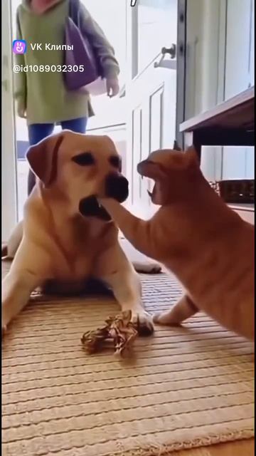 Нарезка видосов с забавными животными